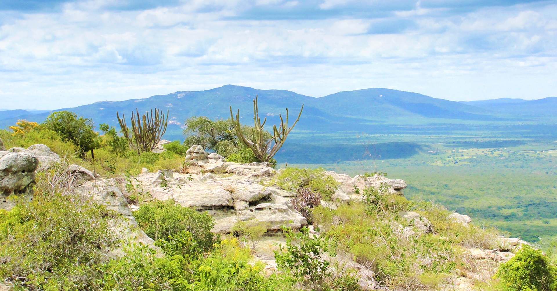 Caatinga é o bioma mais eficiente em captura de carbono - ESG Insights